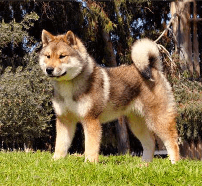 11 Best Guard Dogs From Asian Countries - HubPages