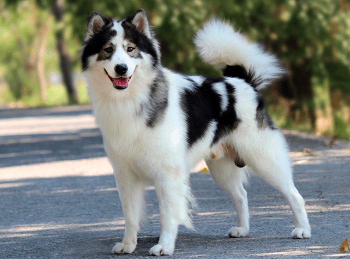 11 Best Guard Dogs From Asian Countries - HubPages