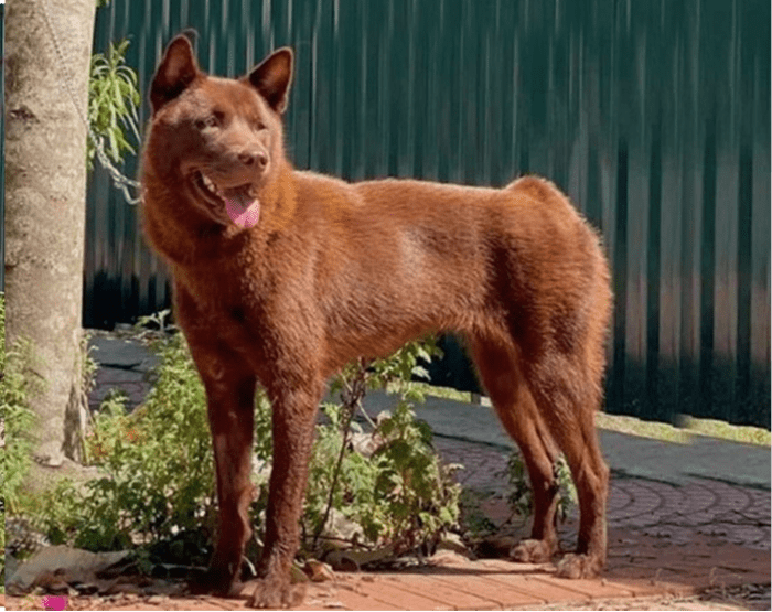 11 Best Guard Dogs From Asian Countries - HubPages