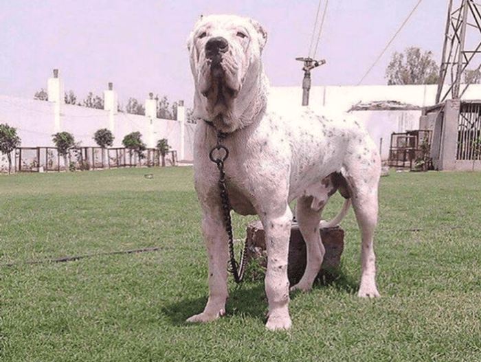 11 Best Guard Dogs From Asian Countries - HubPages