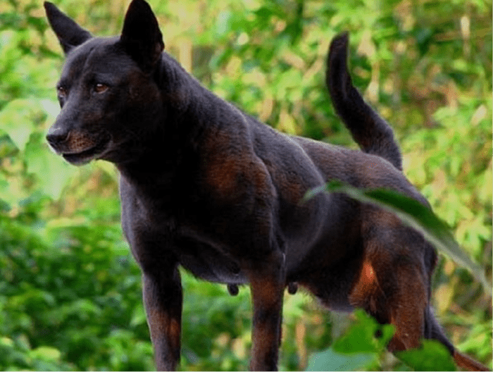 11 Best Guard Dogs From Asian Countries - HubPages