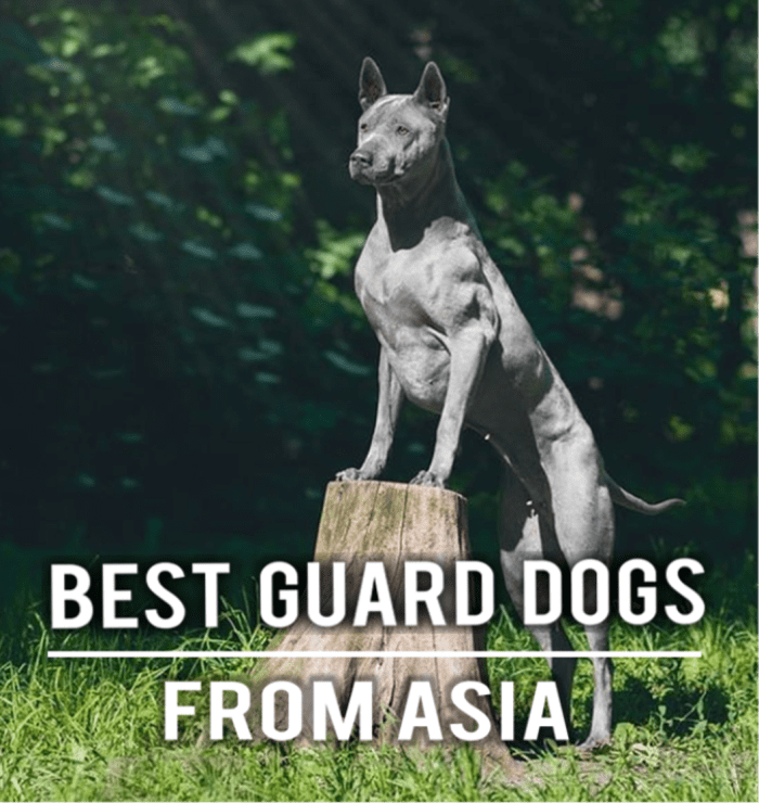11 Best Guard Dogs From Asia - HubPages