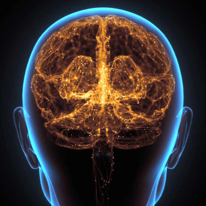 Brain Networks - HubPages