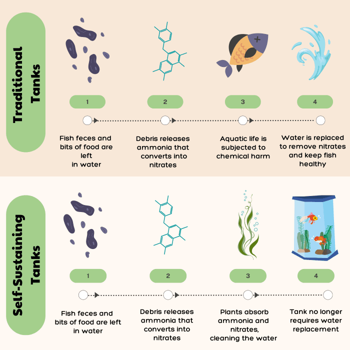Step-by-Step Guide to Building a Self-Sustaining Fish Tank - PetHelpful