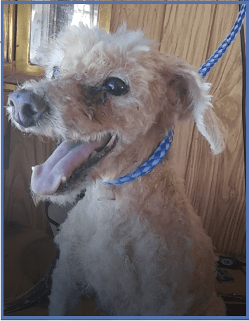 Grooming A Grumpy Mess - HubPages