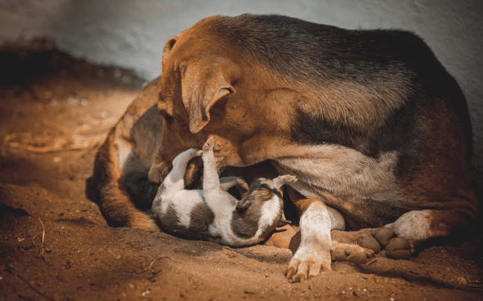 Interesting Facts and Myths About the Runt of the Litter - PetHelpful