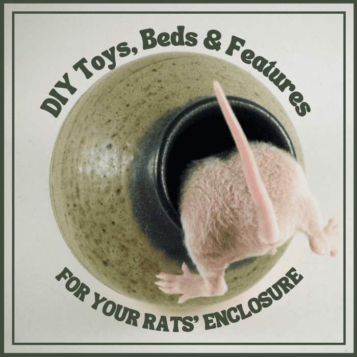 How to Create DIY Toys and Features for Your Rats’ Enclosure - PetHelpful