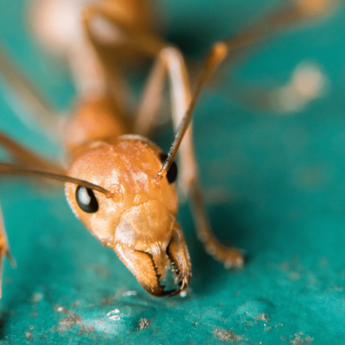 How to Treat Fire Ant Bites: Treatment Tips and Home Remedies - HubPages