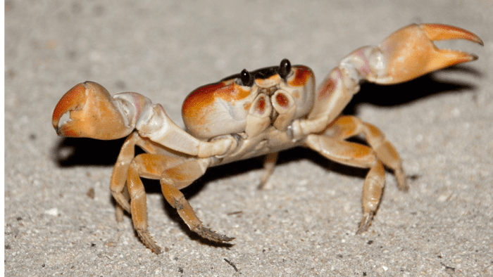 Filipino Crab Mentality in a Positive Way - LetterPile