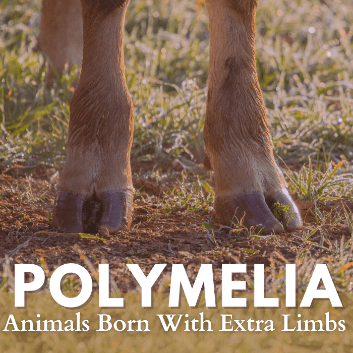 Polymelia: Animals With Extra Legs - HubPages