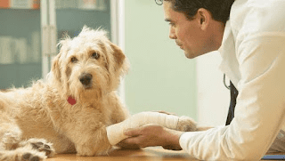 Crucial Things You Should Consider Before Getting a Pet - HubPages