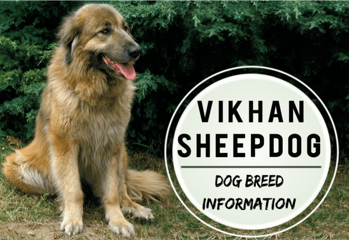 Vikhan Sheep Dog: Dog Breed Information, Pictures, Facts and ...