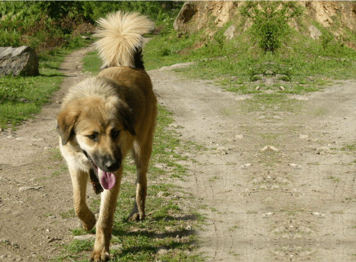 Vikhan Sheep Dog: Dog Breed Information, Pictures, Facts and ...