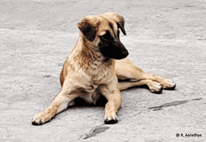 Vikhan Sheep Dog: Dog Breed Information, Pictures, Facts and Characteristics - HubPages