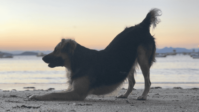 Why Does My Dog's Breath Smell Like Fish? 8 Potential Causes and ...