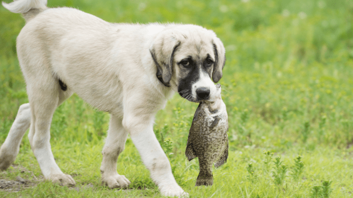 Why Does My Dog's Breath Smell Like Fish? 8 Potential Causes and ...