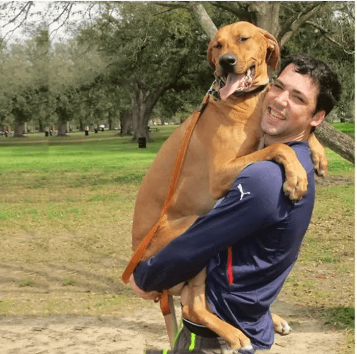 11 Best Dogs for Single Men Living Alone - HubPages