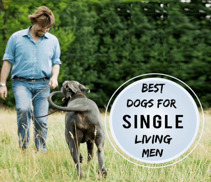 11 Best Dogs for Single Men Living Alone - HubPages