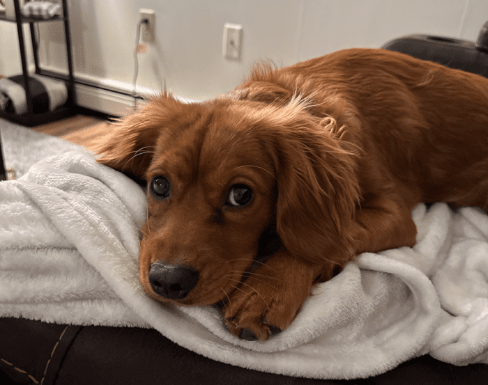 Why Does My Dog Poop in the House After Being Outside? 14 Causes and Tips - HubPages