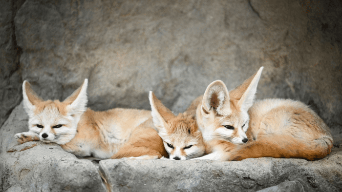 11 Endangered Foxes That May Become Extinct - HubPages