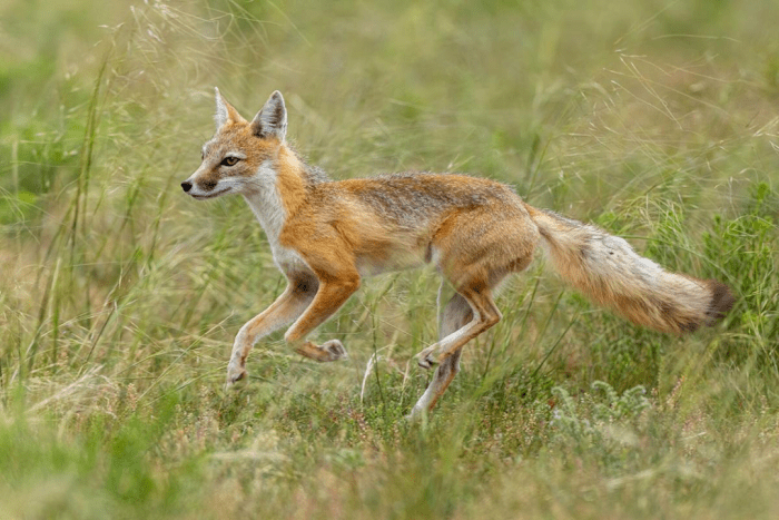 11 Endangered Foxes That May Become Extinct - HubPages