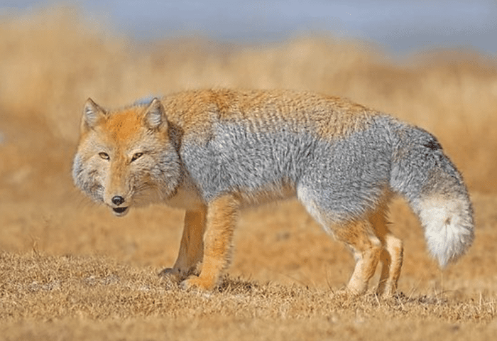 11 Endangered Foxes That May Become Extinct - HubPages
