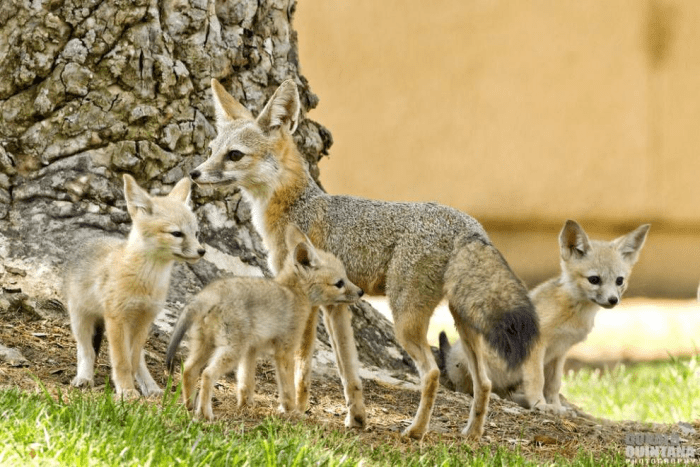 11 Endangered Foxes That May Become Extinct - HubPages