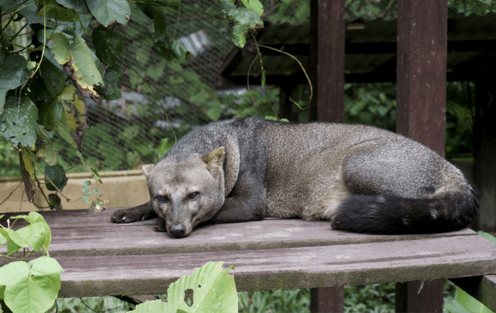 Unique and Rare, Endangered Dog Species - HubPages