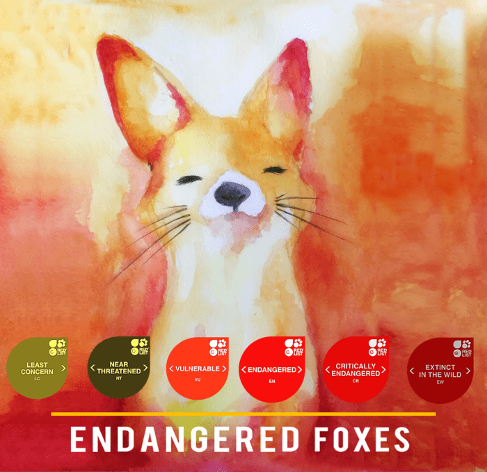 11 Endangered Foxes That May Become Extinct - HubPages