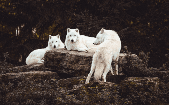 20 Endangered Wolves That Could Go Extinct - HubPages