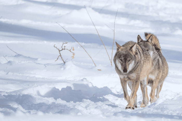 20 Endangered Wolves That Could Go Extinct - HubPages