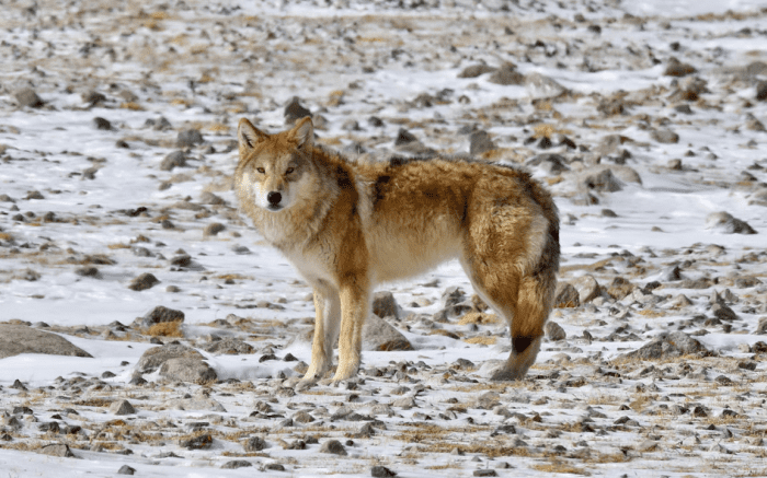 20 Endangered Wolves That Could Go Extinct - HubPages