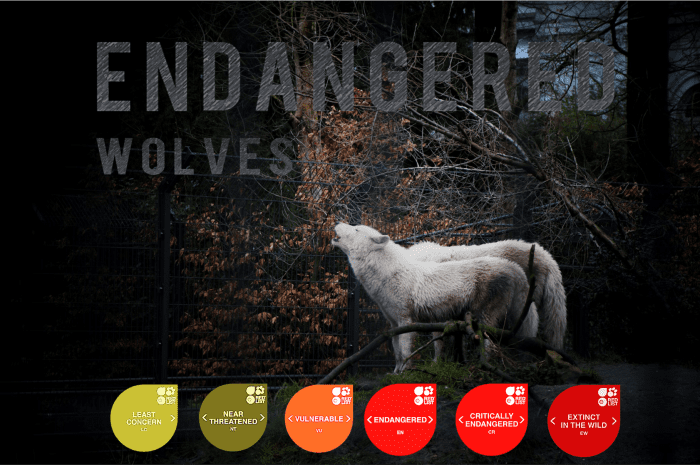 20 Endangered Wolves That Could Go Extinct - HubPages