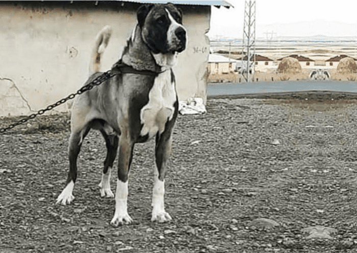 11 Best Guard Dogs From Asian Countries - HubPages