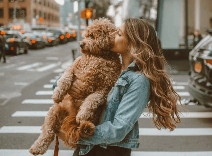 11 Best Companion Dogs for Single Women Living Alone - HubPages
