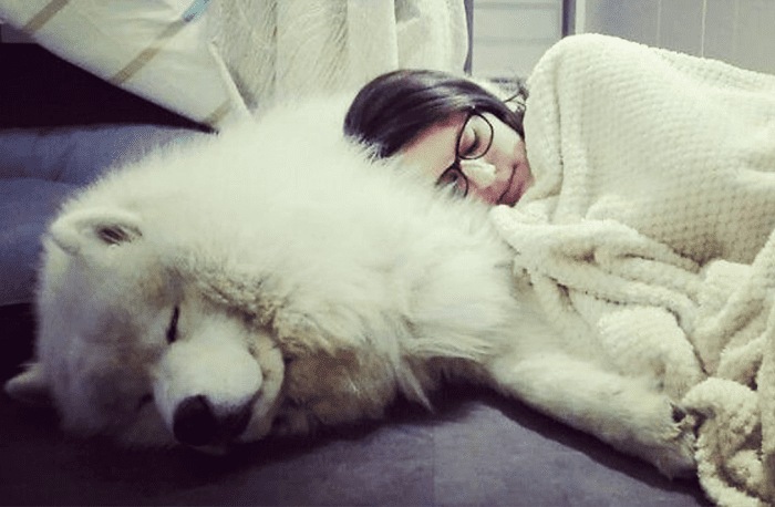 11 Best Companion Dogs for Single Women Living Alone - HubPages