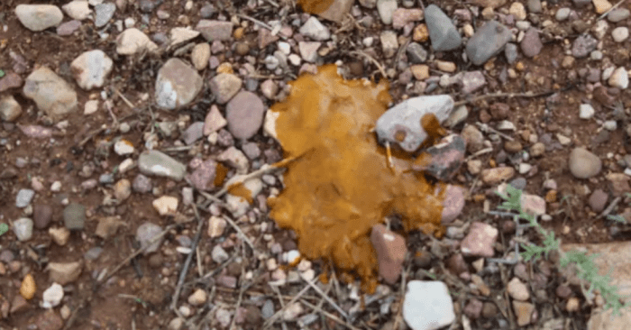 Orange Diarrhea in Dogs: 8 Potential Causes - HubPages