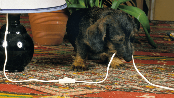 My Dog Keeps Chewing up Wires, What Can I Do? - HubPages