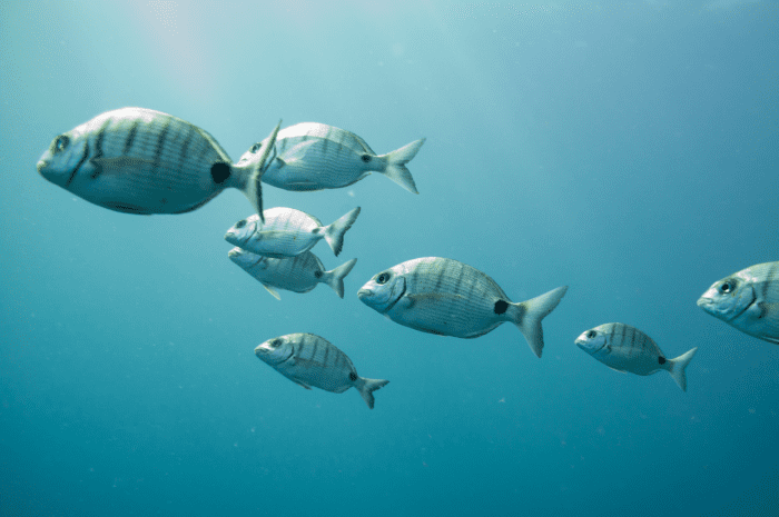 Dreaming About Fish: Meanings and Symbolism - HubPages