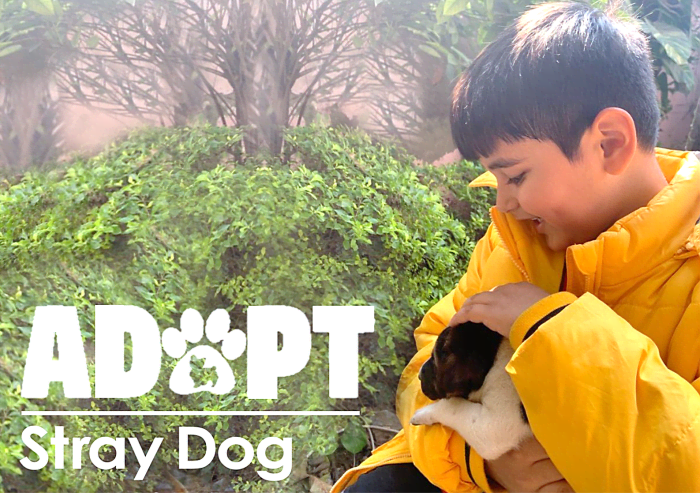 11 Reasons to Adopt a Stray Dog - HubPages