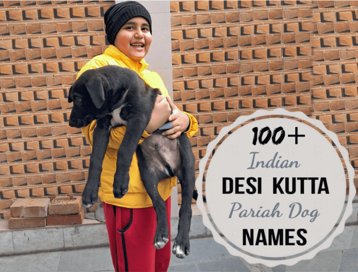 100+ Indian Desi (Indie) Dog Names With Meanings - HubPages