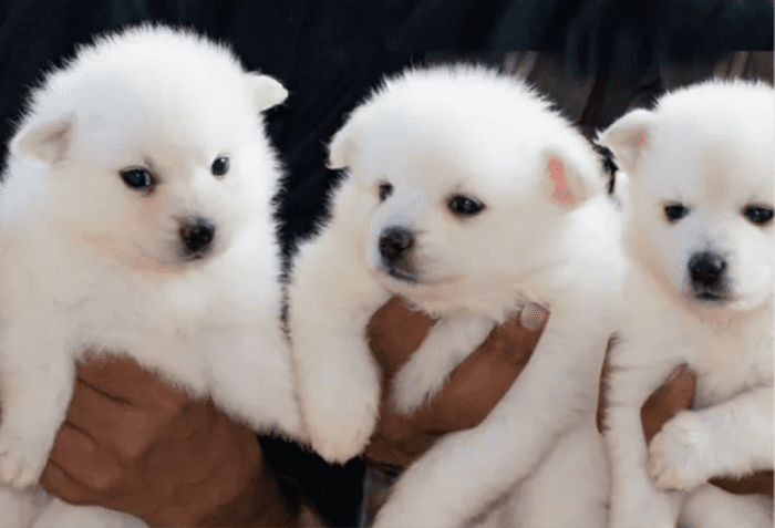 100+ Indian Spitz Dog Names (With Meanings) - HubPages