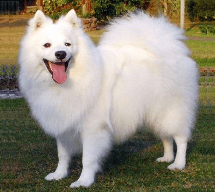 100+ Indian Spitz Dog Names (With Meanings) - HubPages