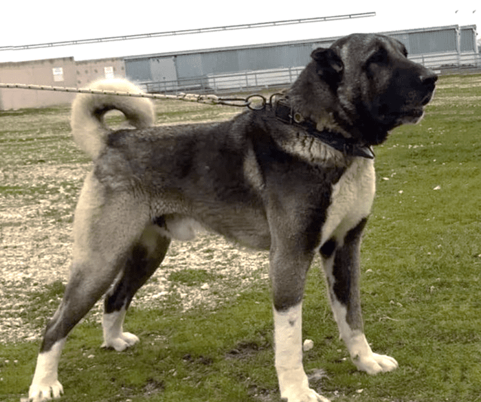 23 Dog Breeds Banned In India, In Year 2024 - HubPages