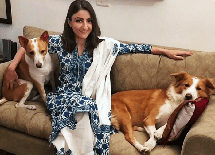 15 Indian Bollywood Celebs Who Adopted Indie Dog (Desi Kutta) - HubPages