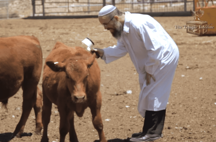 The Return of the Red Heifer - HubPages