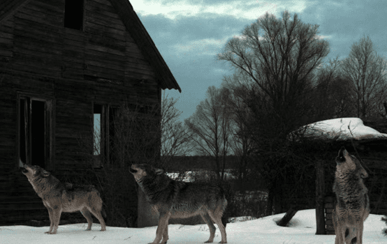 Radiation and Evolution: The Story of Chernobyl's Mutant Wildlife ...