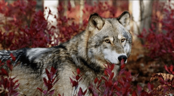 Radiation and Evolution: The Story of Chernobyl's Mutant Wildlife ...