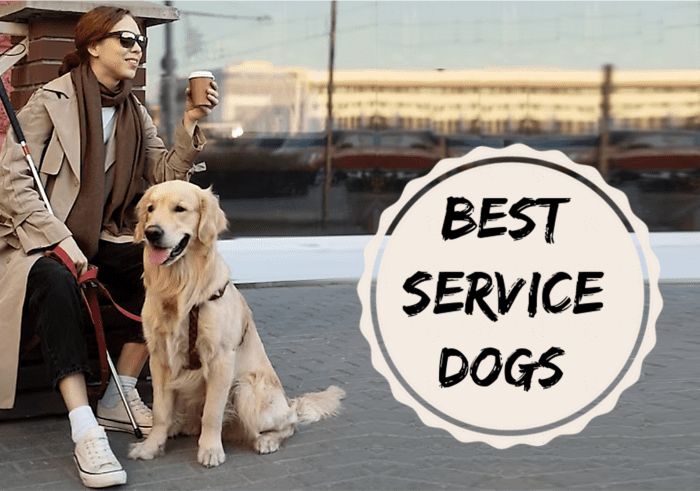 11 Best Service Dogs To Assist People With Physical Disabilities - HubPages