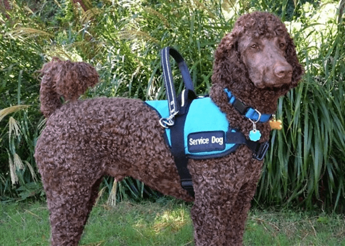 11 Best Service Dogs To Assist People With Physical Disabilities - HubPages